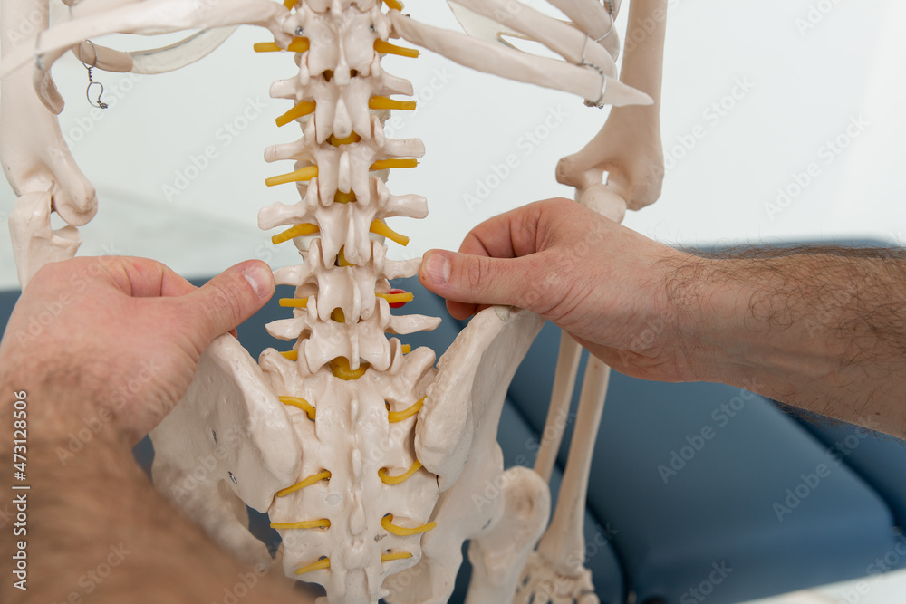 Doctor man pointing on spine of human skeleton anatomical model ...