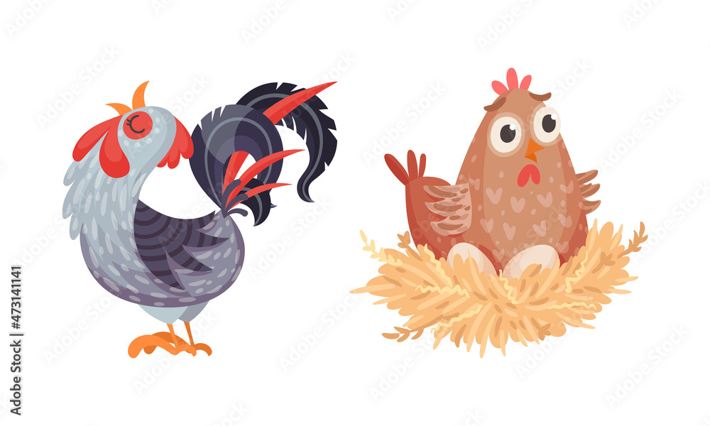 Rooster and nesting hen, farm poultry birds breeding cartoon vector ...