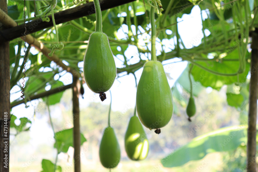 bottle guard farm on field Stock Photo | Adobe Stock