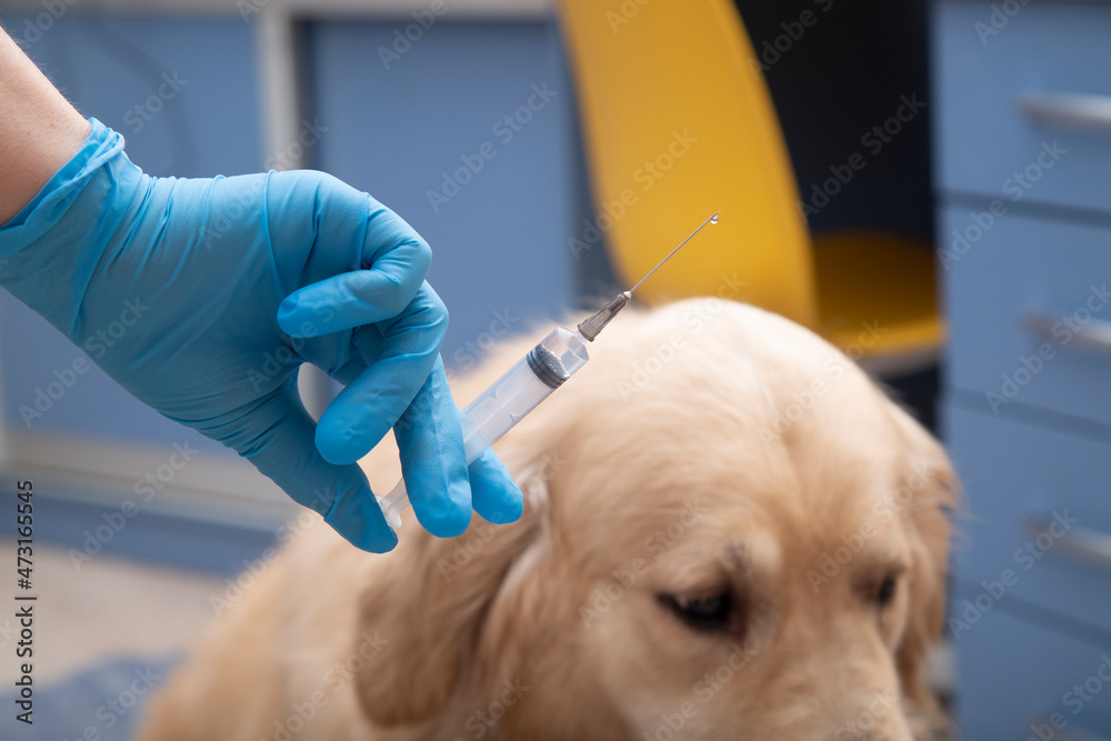 Vaccination for a dog.The dog is being treated by a veterinarian. Stock ...