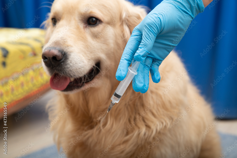 Vaccination for a dog.The dog is being treated by a veterinarian. Stock ...