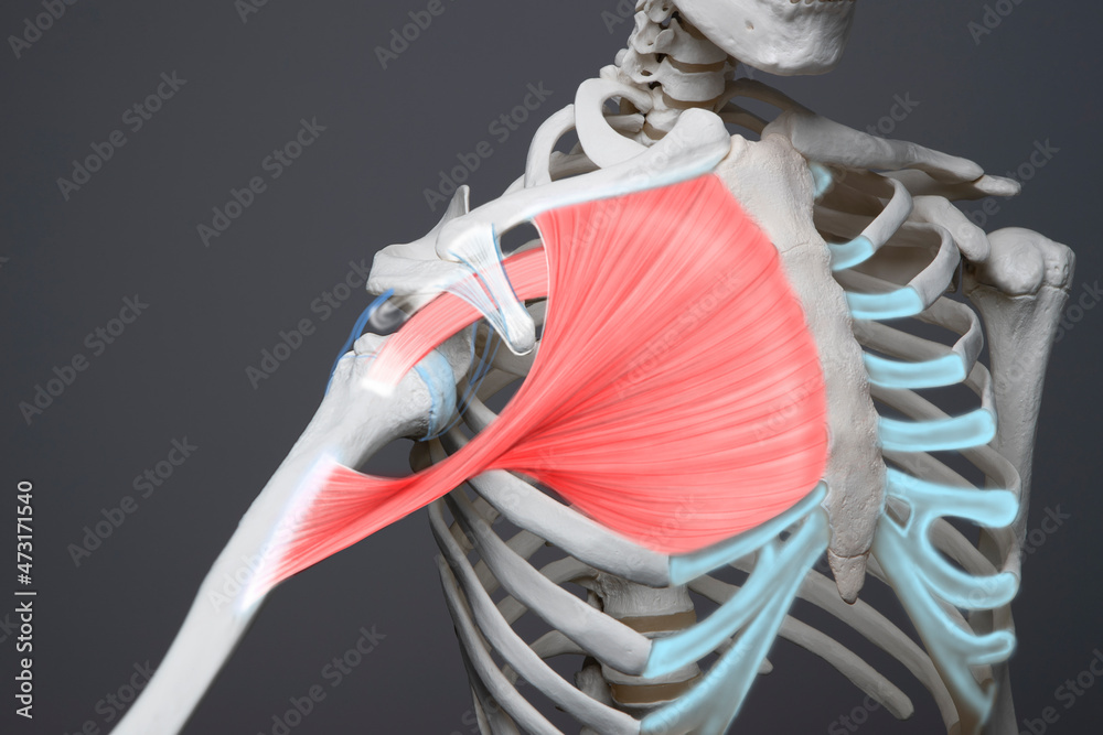Shoulder and chest muscle, human arm muscle anatomy Stock Illustration ...