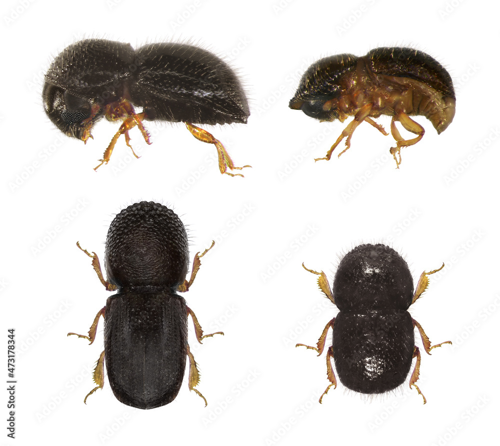 Black twig borer, black coffee borer, black coffee twig borer or tea ...