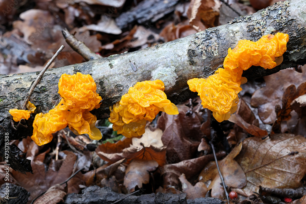 Tremella mesenterica, known as yellow brain, golden jelly fungus ...