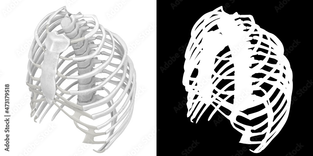 3D rendering illustration of a stylized human rib cage anatomy Stock ...