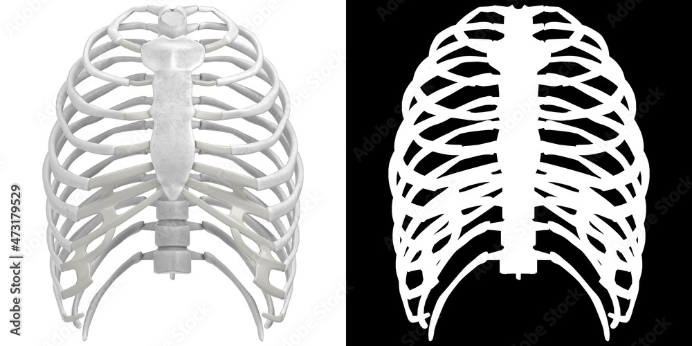 3D rendering illustration of a stylized human rib cage anatomy Stock ...