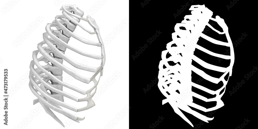 3D rendering illustration of a stylized human rib cage anatomy Stock ...