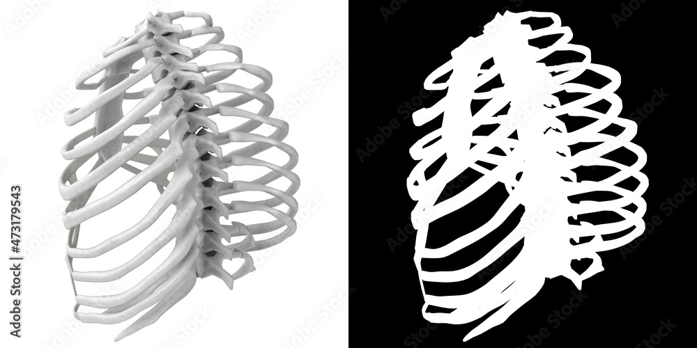 3D rendering illustration of a stylized human rib cage anatomy Stock ...
