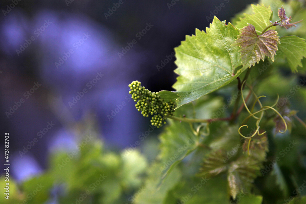 Fruits of wild grapes. The photo of the tree shows how grapes grow and ...