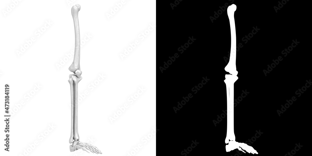 3D rendering illustration of stylized human leg and foot bones anatomy ...