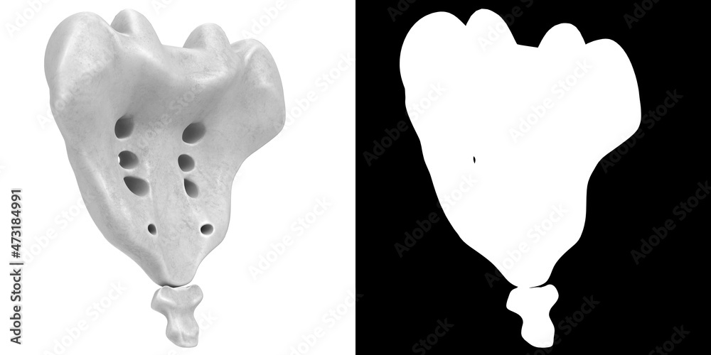 Photo & Art Print 3D rendering illustration of stylized human sacrum ...