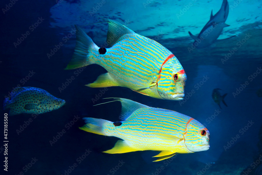 Sailfin snapper Symphorichthys spilurus, in sea water. Wildlife Stock ...