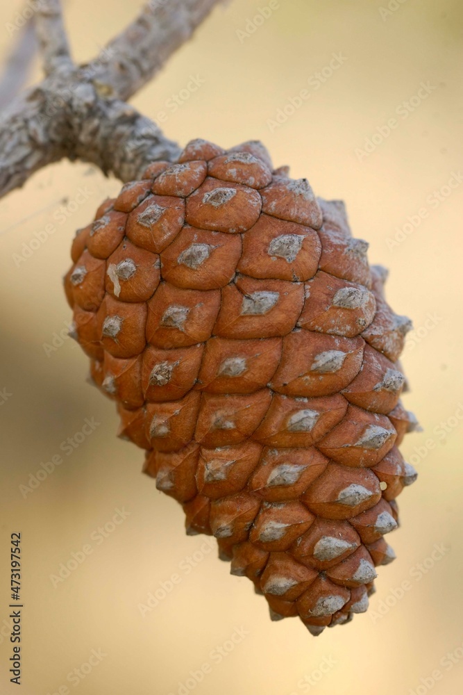 Pinus is a genus of vascular plants - pines - belonging to the ...