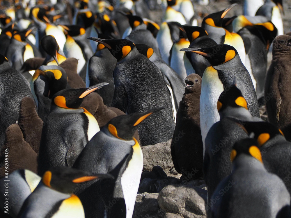 Baby King Penguin Stock Photo | Adobe Stock