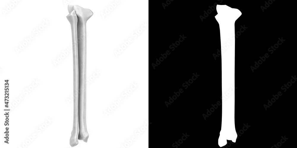 3D rendering illustration of stylized human tibia and fibula anatomy ...