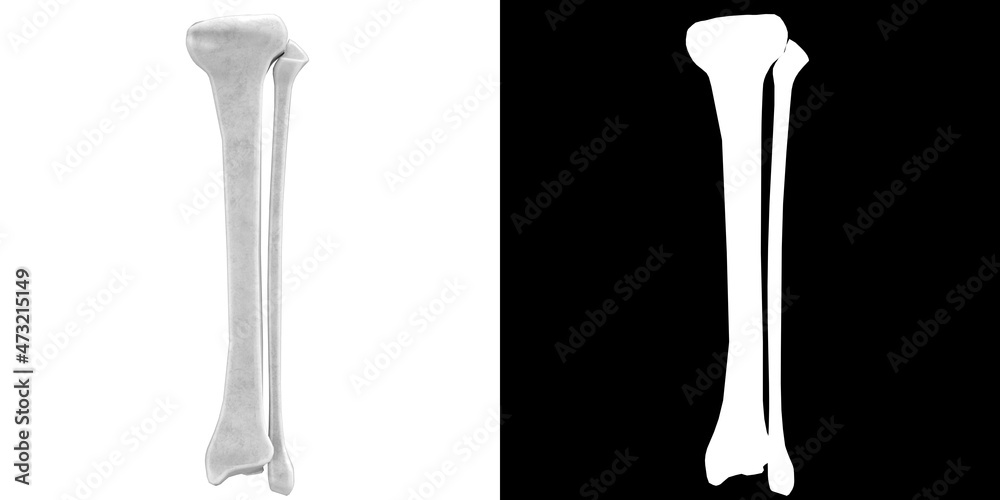 3D rendering illustration of stylized human tibia and fibula anatomy ...
