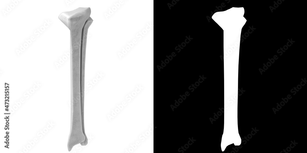 3D rendering illustration of stylized human tibia and fibula anatomy ...