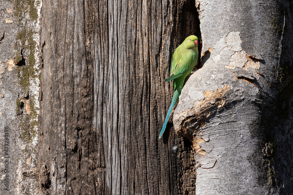 Indian Ringneck Parakeet Stock Photo | Adobe Stock