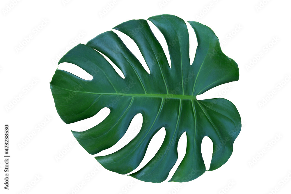 Montera leaves isolated on white background. Stock Photo | Adobe Stock