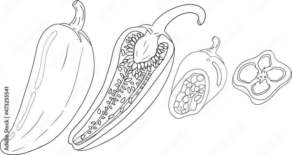Chilli Pepper. Hand drawn colored vector illustration, isolated on ...