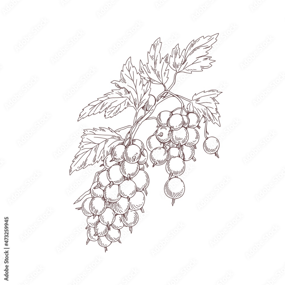 Blackcurrant branch. Outlined botanical sketch of black currant plant ...