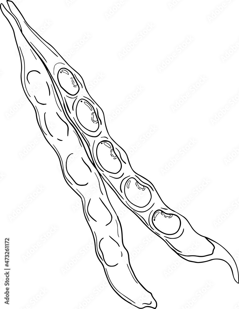 Pods and beans. Hand drawn sketch on white background. Beans and pods ...