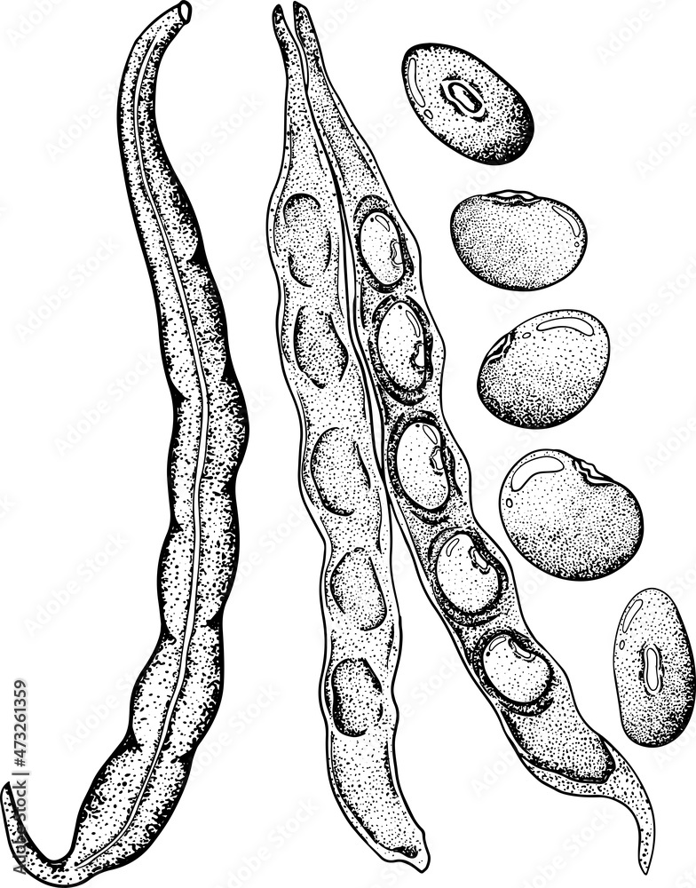Pods and beans. Hand drawn sketch on white background. Beans and pods ...