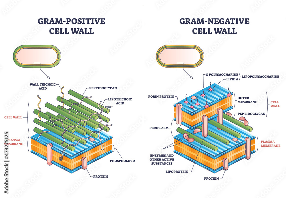 Gram positive versus negative cell wall structure differences outline ...