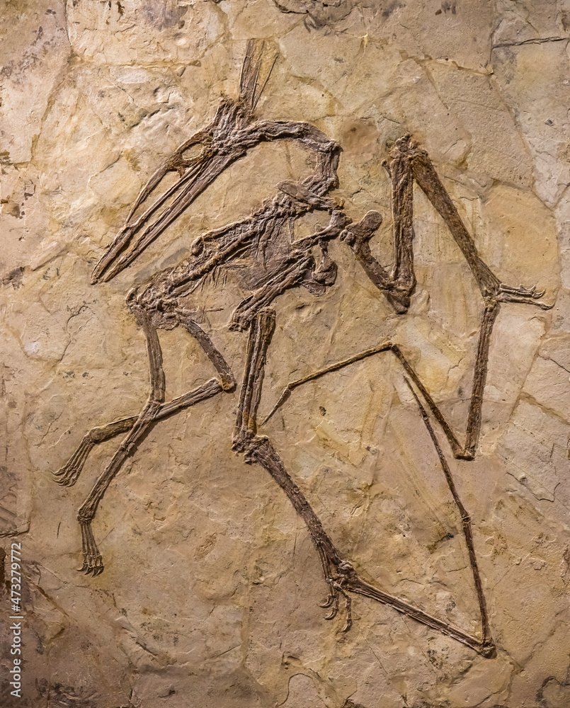 Shanghai, China - April 13 2018: fossil of Pterosaur at Shanghai ...