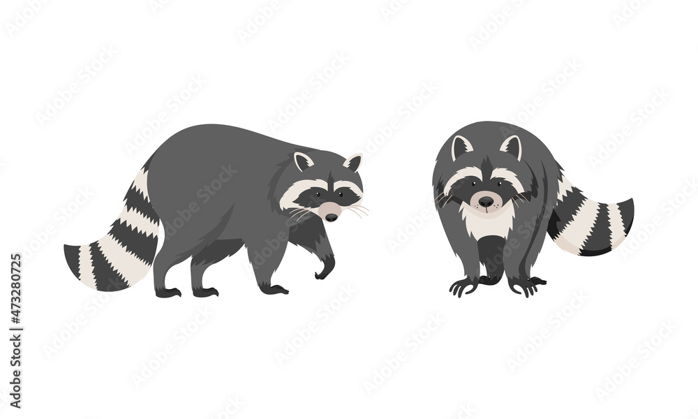 Cute funny raccoons front and side view set. Wild furry forest animal ...