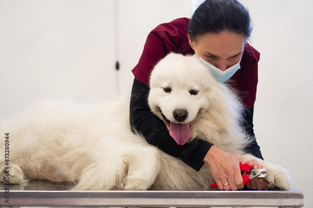 A purebred Samoyed is at the medical examination in the Veterinary ...