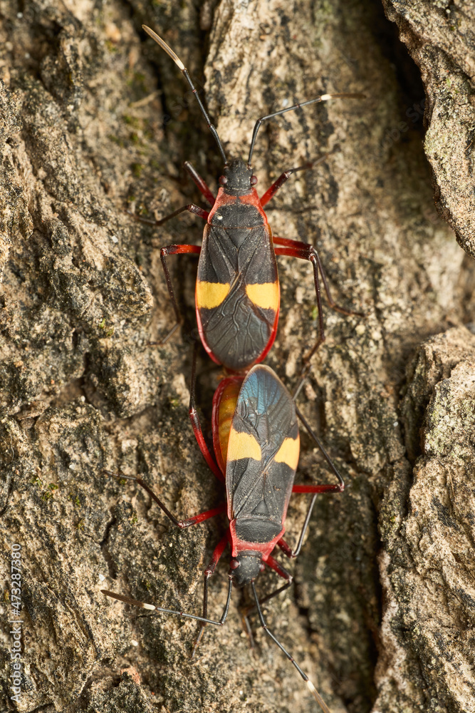 Details of a black and red insects in their natural environment Stock ...
