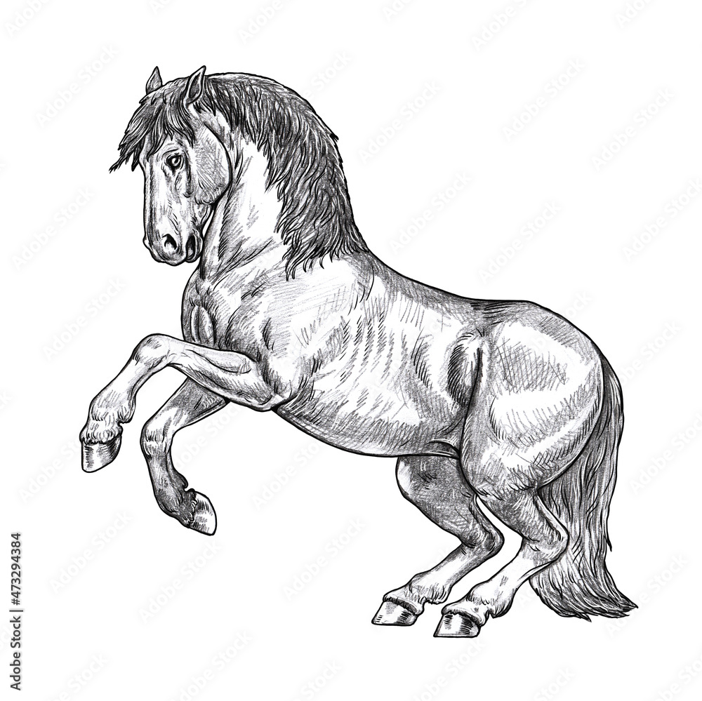 Horse Rearing Drawing