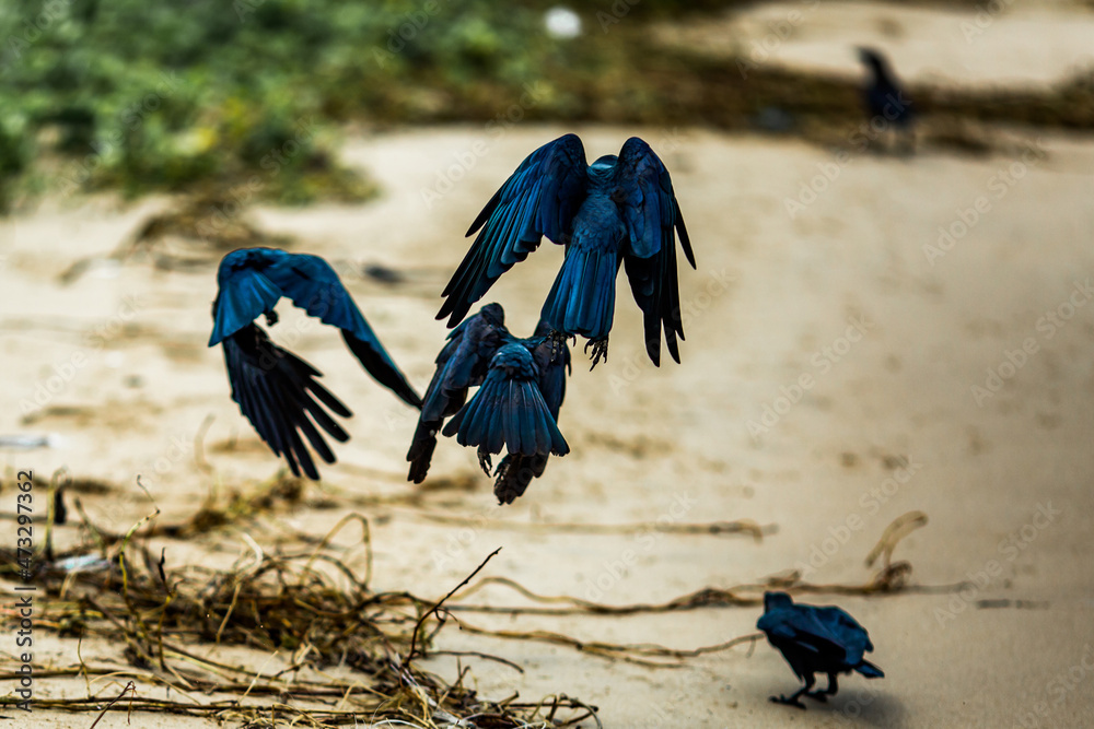 Flock of ravens flying off ground Stock Photo | Adobe Stock
