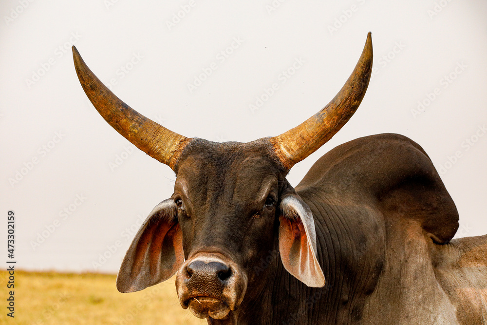 The Guzerá or Guzerat is a Brazilian breed of domestic cattle. It ...