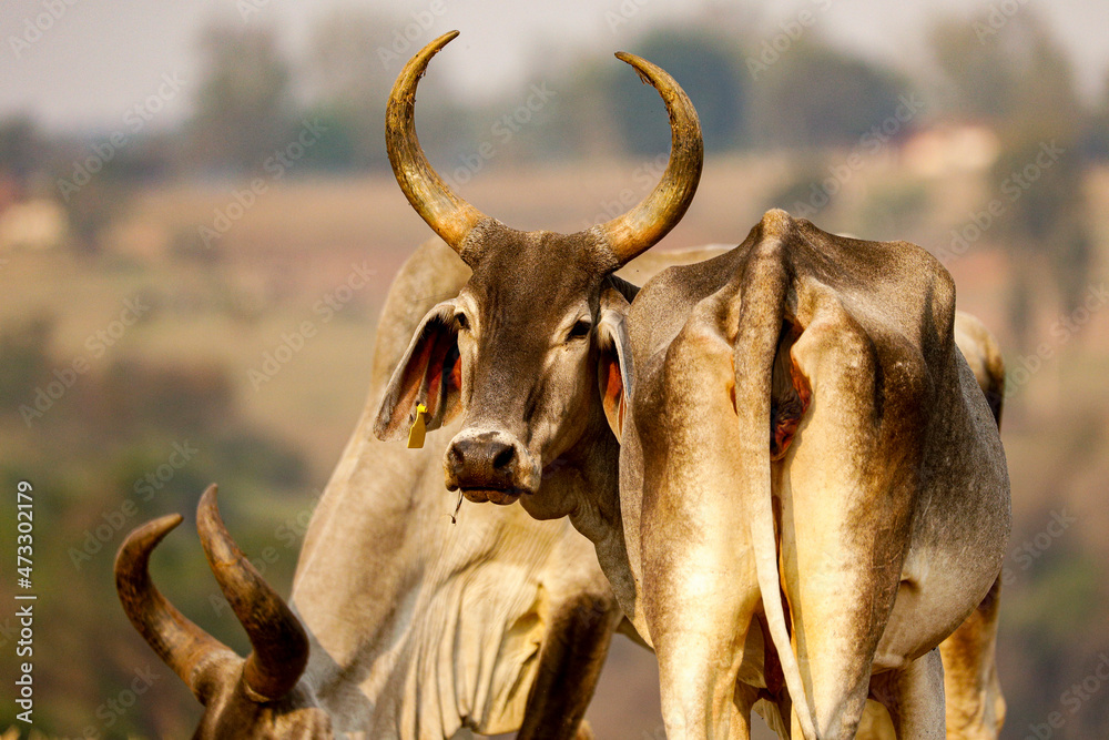 The Guzerá or Guzerat is a Brazilian breed of domestic cattle. It ...