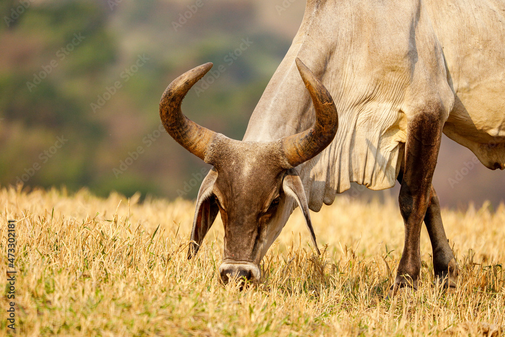 The Guzerá or Guzerat is a Brazilian breed of domestic cattle. It ...