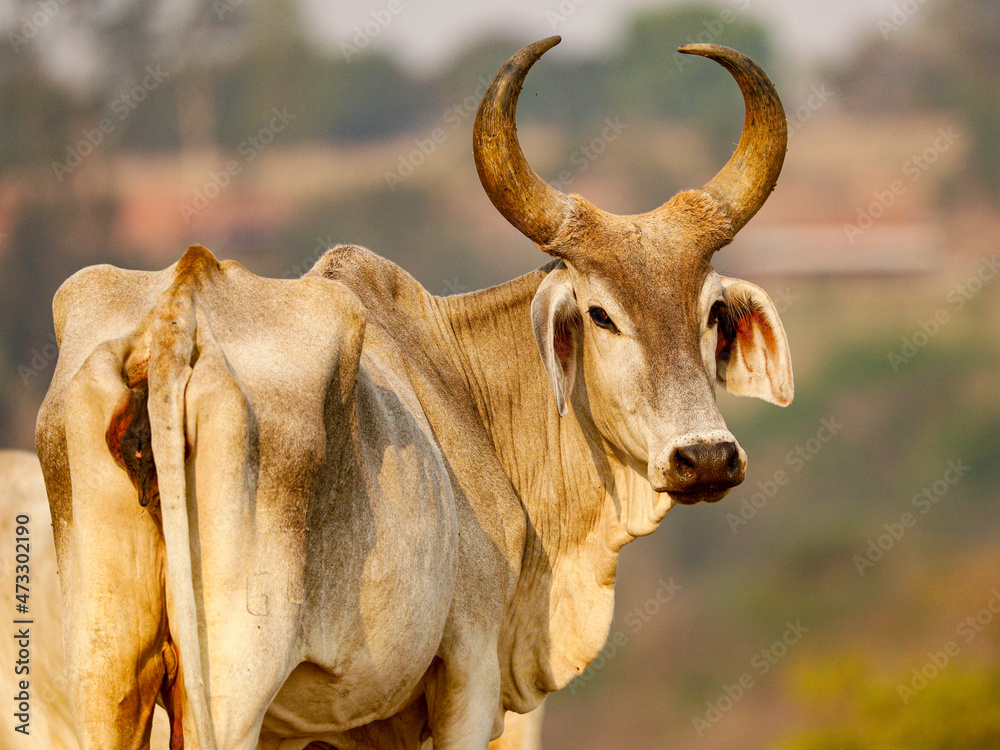 The Guzerá or Guzerat is a Brazilian breed of domestic cattle. It ...