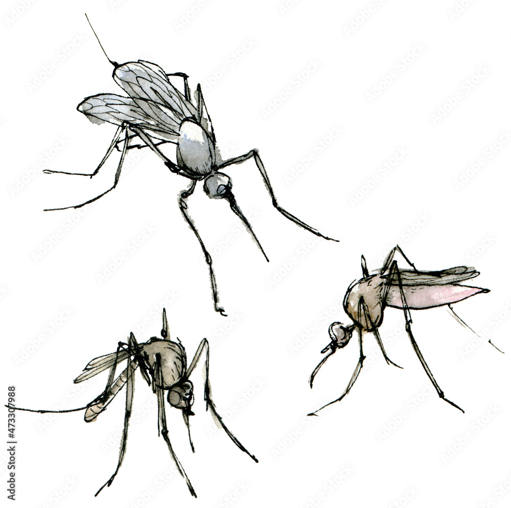 Watercolor illustration mosquito set, a muted color sketch isolated on ...
