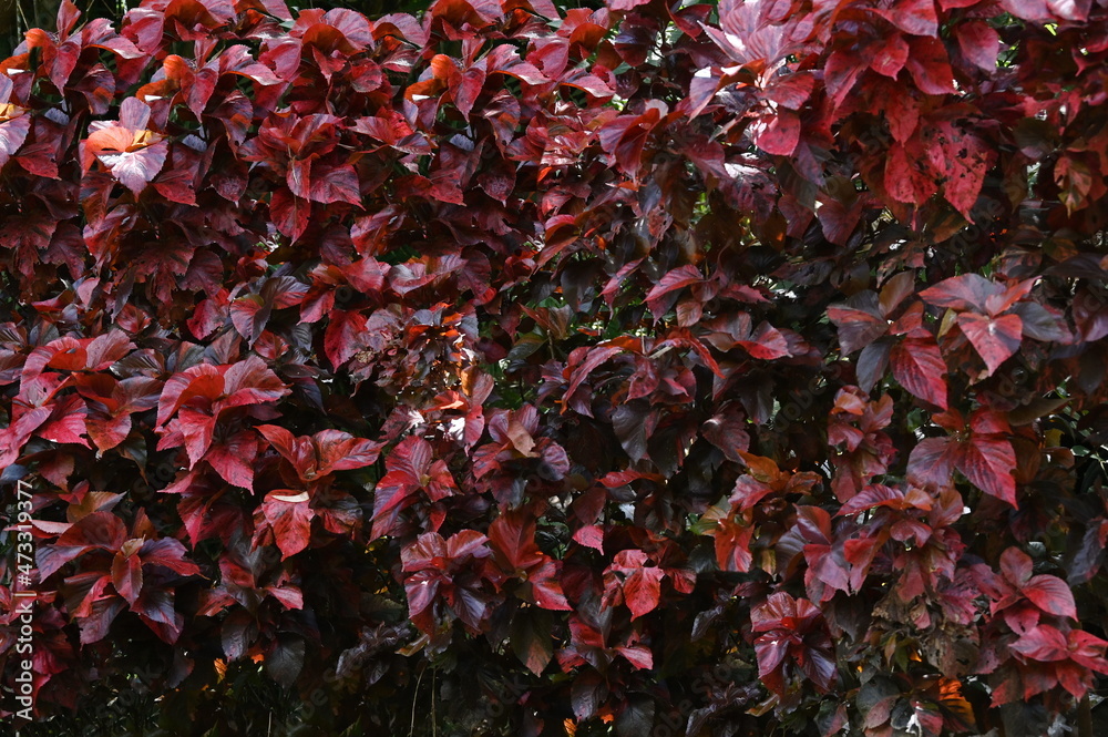 Foto de Copper Leaf (Acalypha wilkesiana) is a bright red leaves have ...