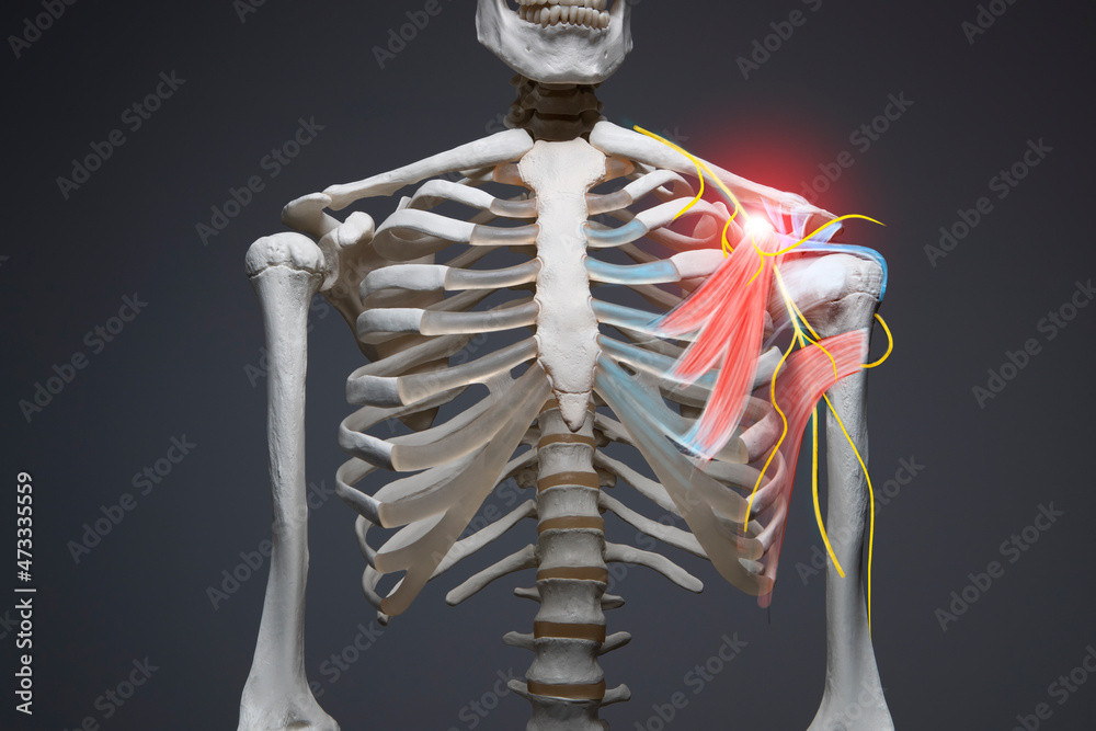 Shoulder bone pain and nerv, human body anatomy illustration Stock ...
