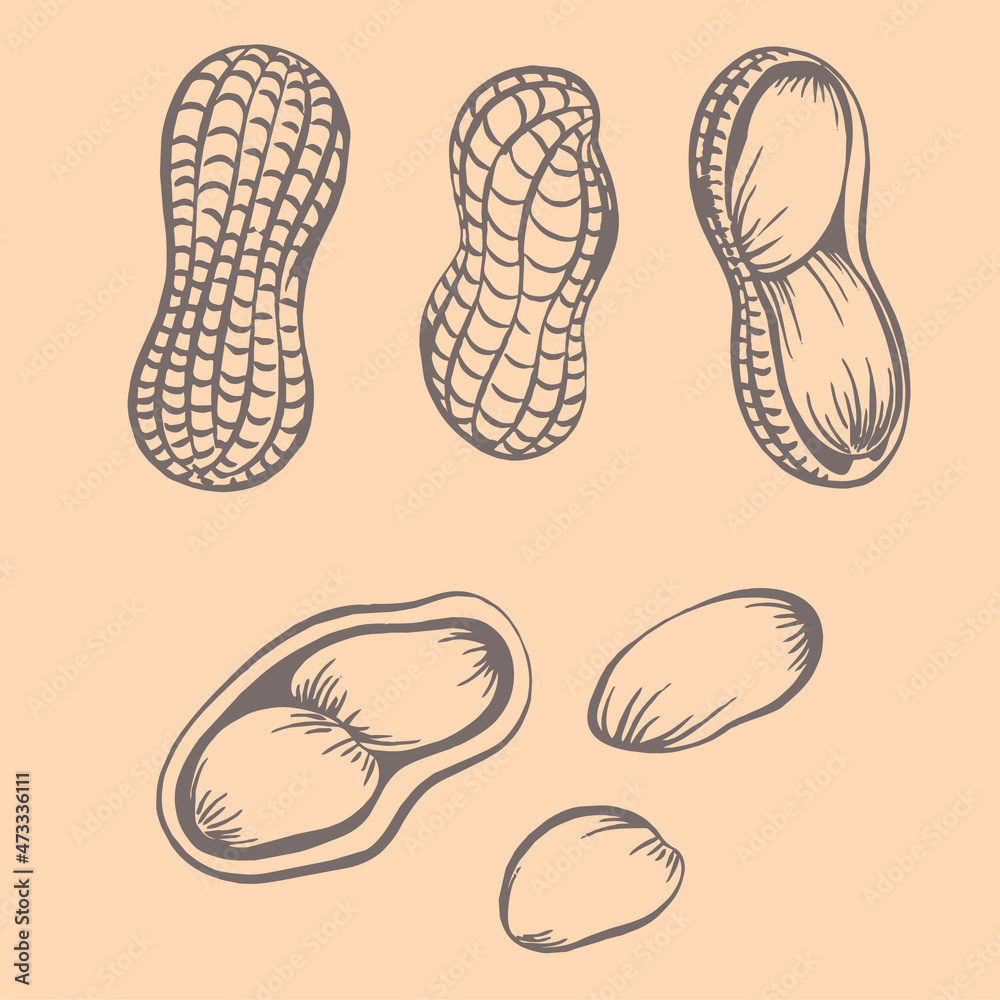 Peanuts Drawing, Vector hand drawn Peanut nut for template label, Retro ...