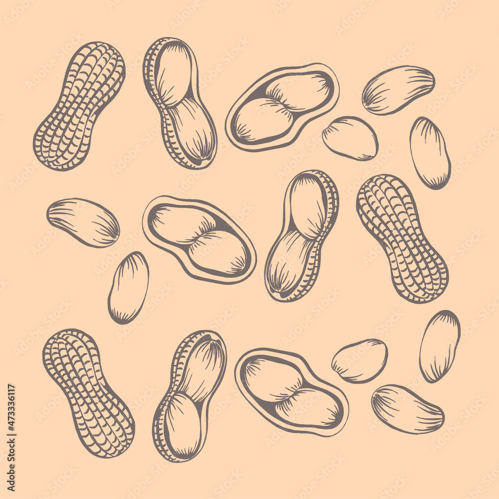 Peanuts Drawing, Vector hand drawn Peanut nut for template label, Retro ...