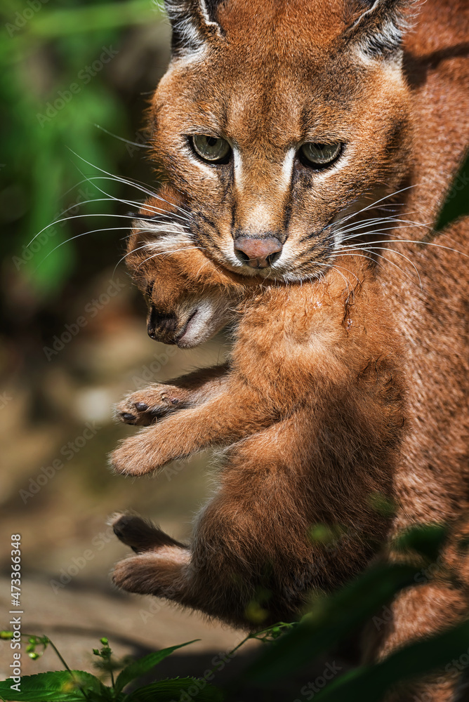 Caracal (Caracal caracal) mother with small cub Stock Photo | Adobe Stock