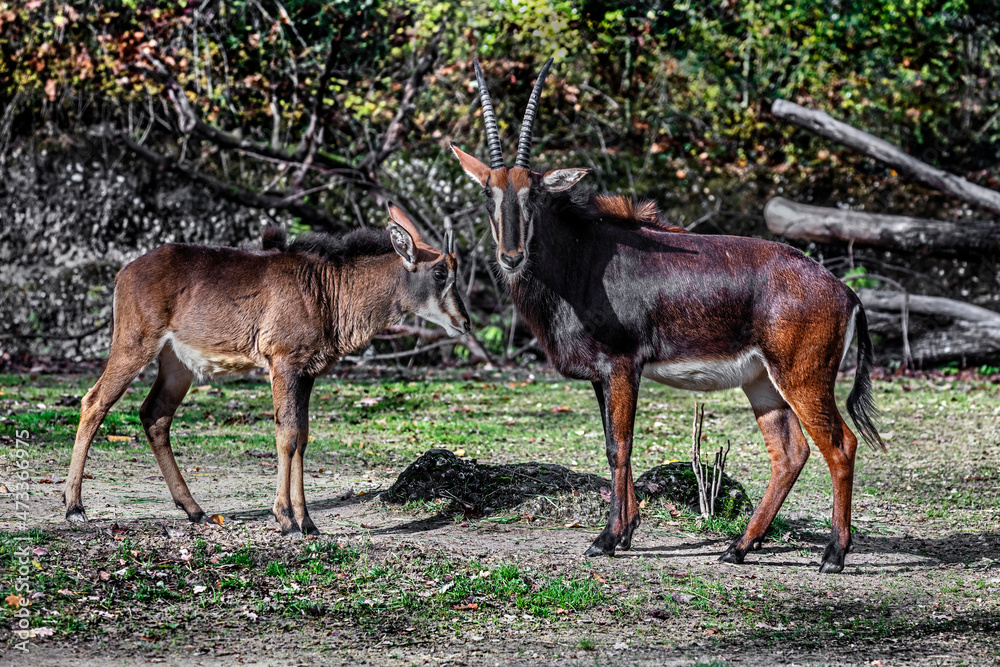 Sable antelopes on the lawn. Latin name - Hippotragus niger Stock Photo ...