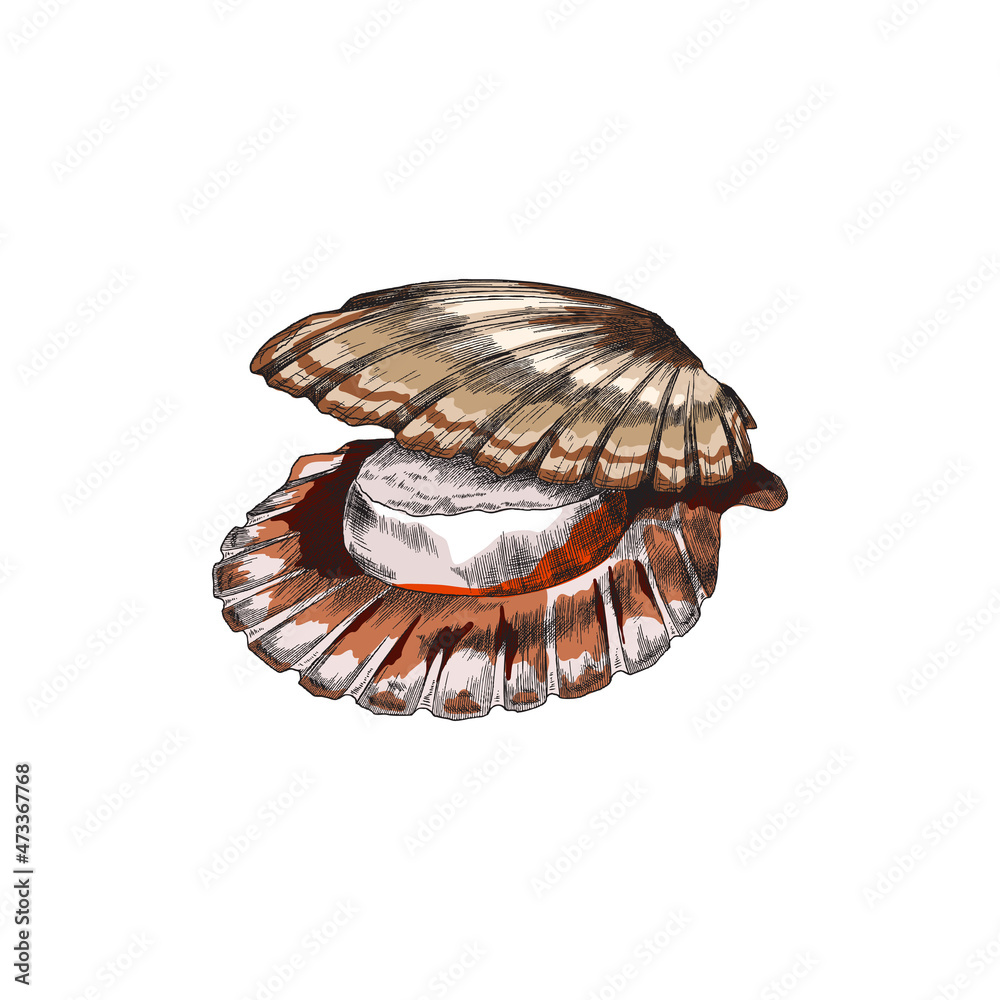Scallop shell with open shells and mollusk, color vector illustration ...