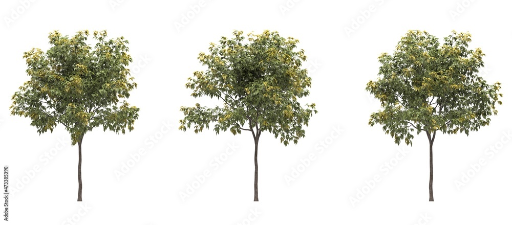 Deciduous tree on a white background. Isolated garden element, 3D ...