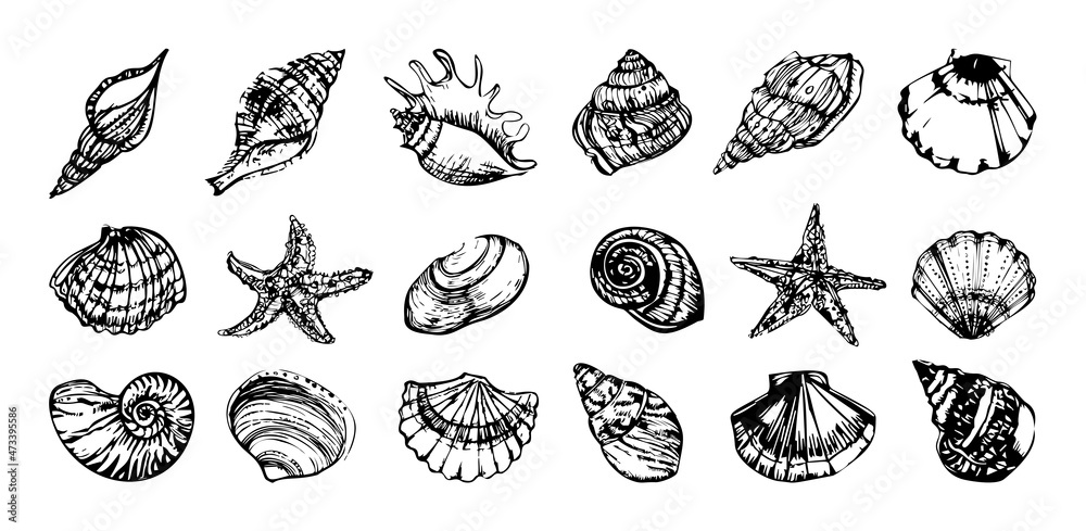 Collection of monochrome illustrations of seashells in sketch style ...