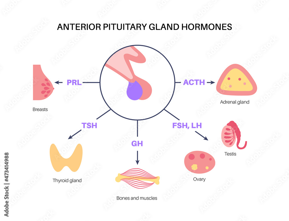 Pituitary gland hormones Stock Vector | Adobe Stock