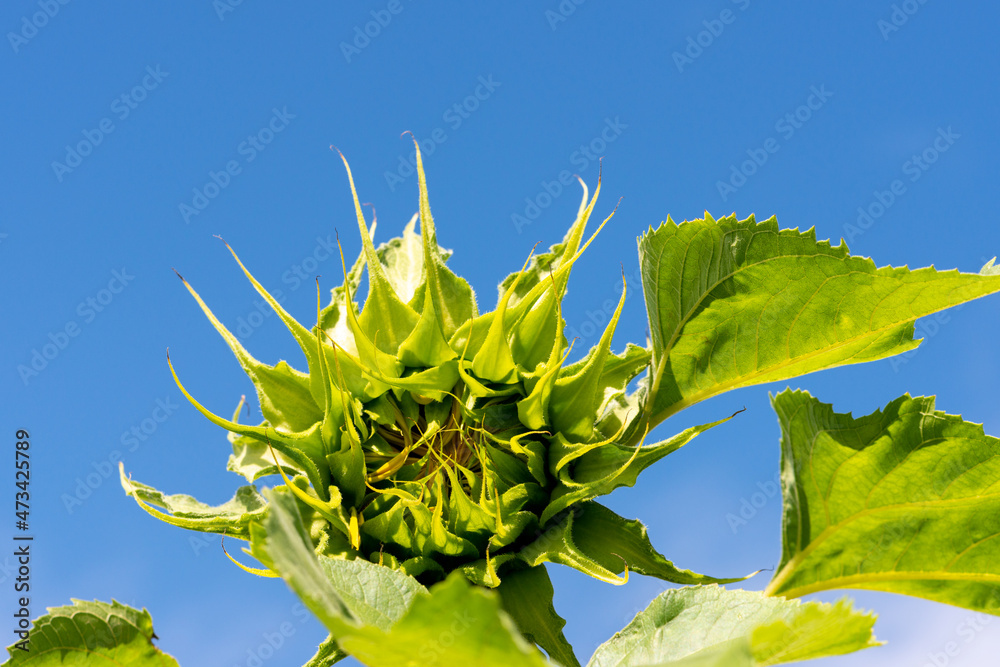 Macro of a young common sunflower bud with large green leaves ...